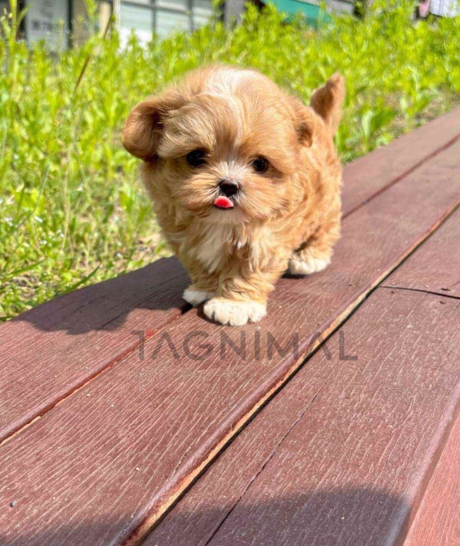 Peanut (พีนัท) | Tagnimal