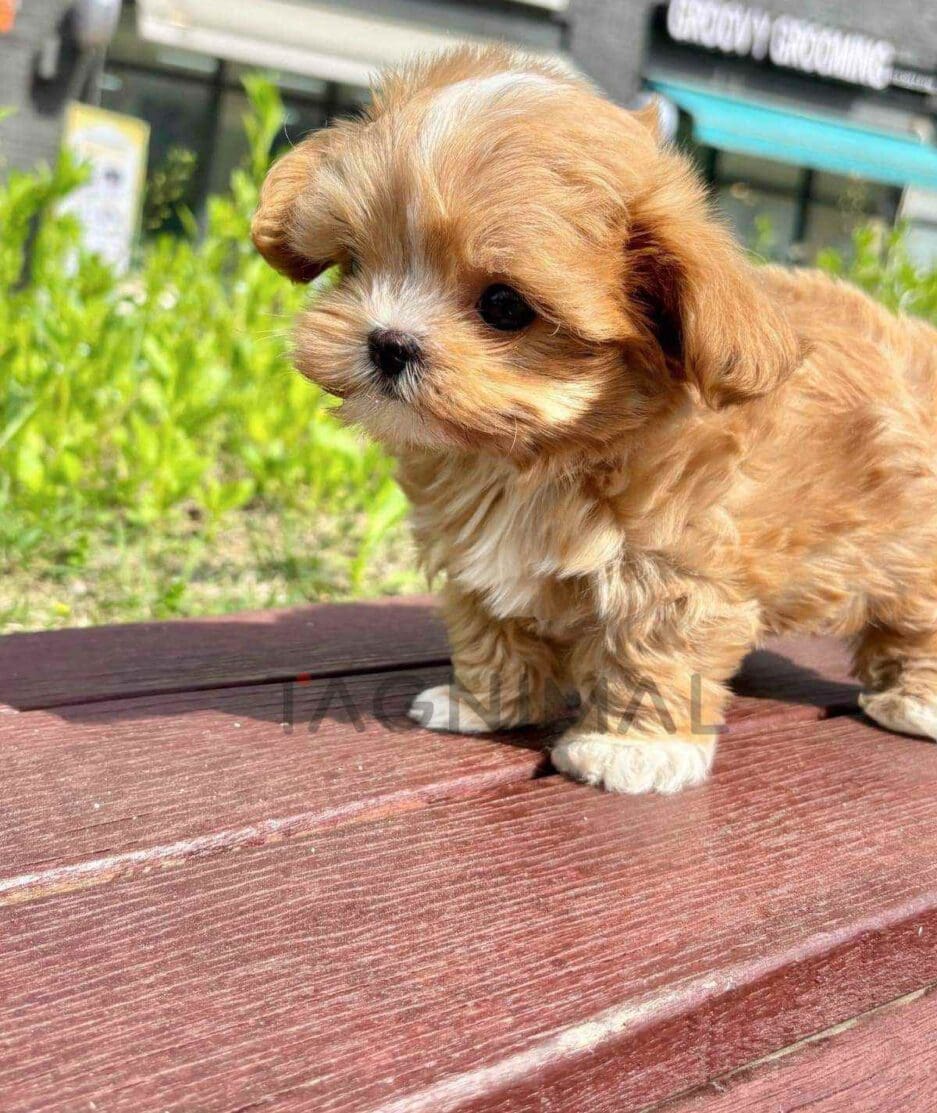 Peanut (พีนัท) | Tagnimal