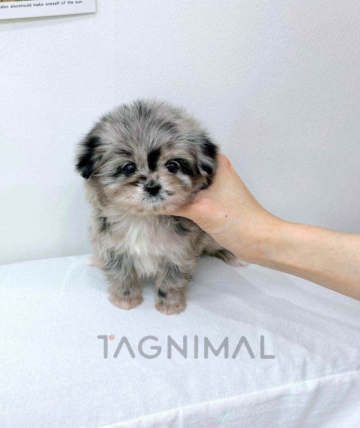 Water (วอเตอร์) | Tagnimal