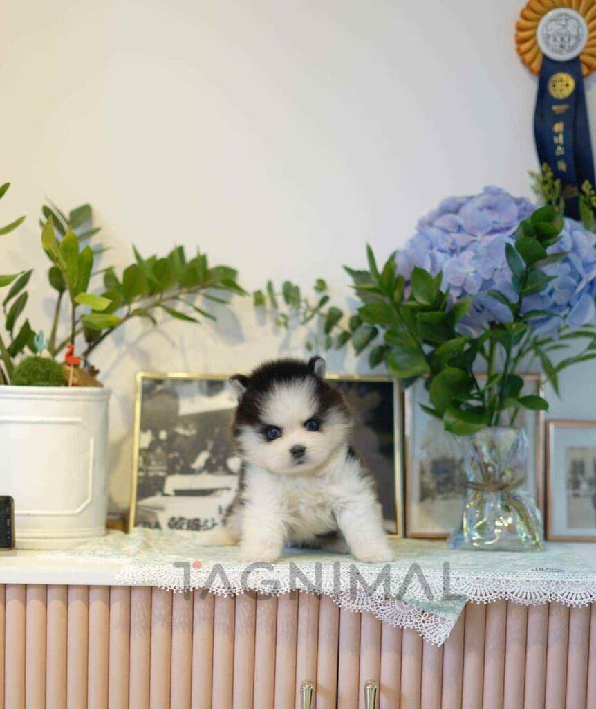 Junior (จูเนียร์) | Tagnimal