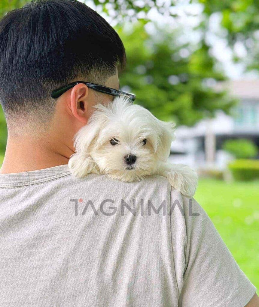 Dudu (ดูดู) | Tagnimal