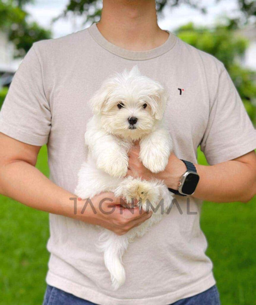 Dudu (ดูดู) | Tagnimal