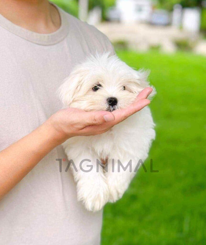 Dudu (ดูดู) | Tagnimal