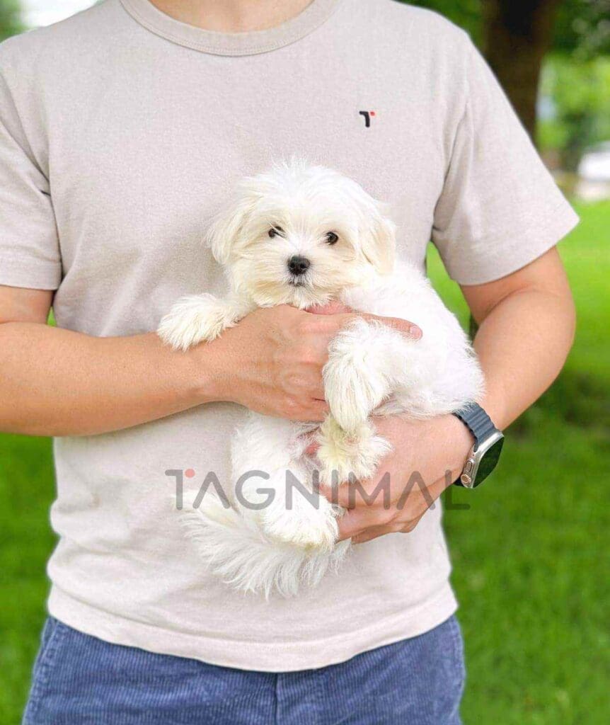 Dudu (ดูดู) | Tagnimal