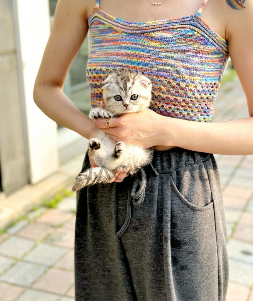 Jules (จูลส์) | Tagnimal