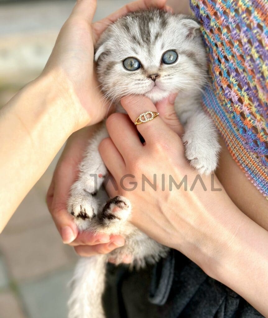 Jules (จูลส์) | Tagnimal