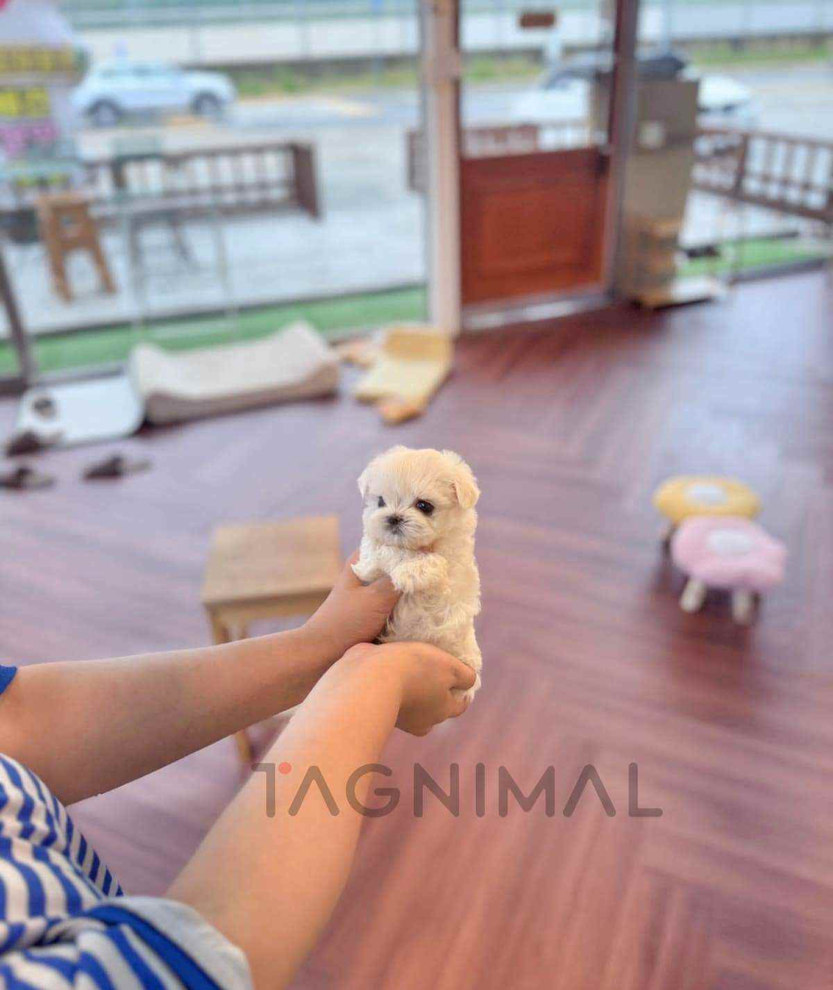 Timal (ติมัล) | Tagnimal