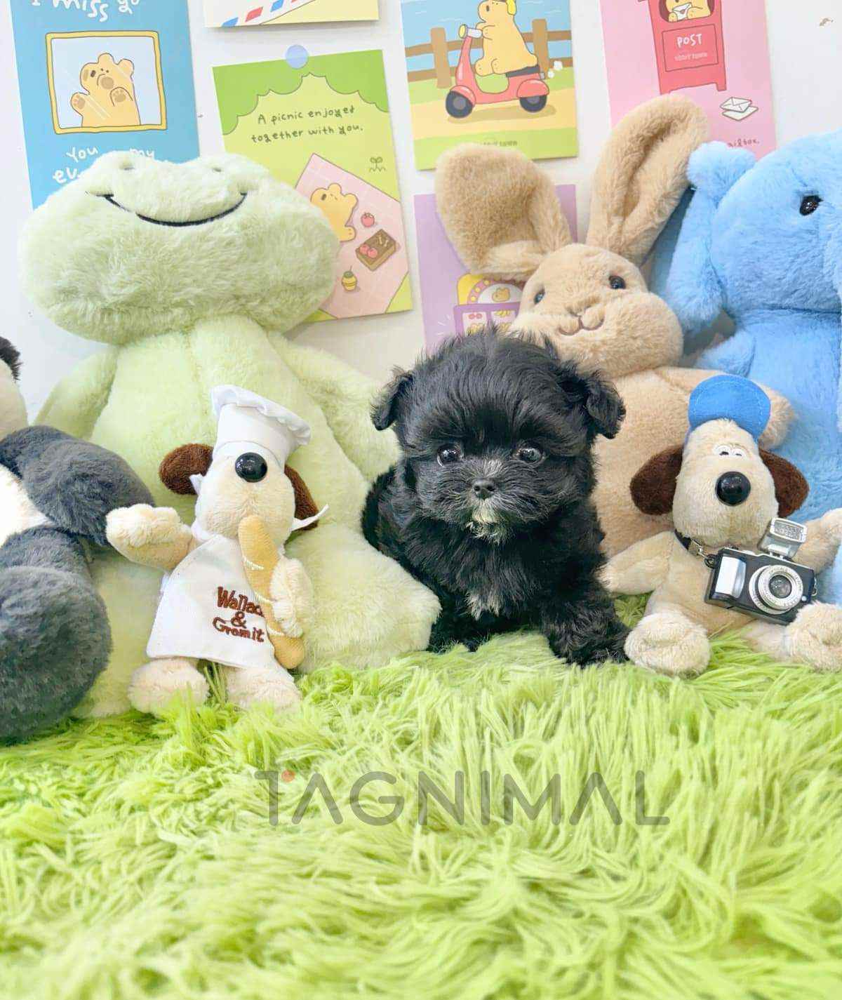 Bandal (แบนดาล) | Tagnimal