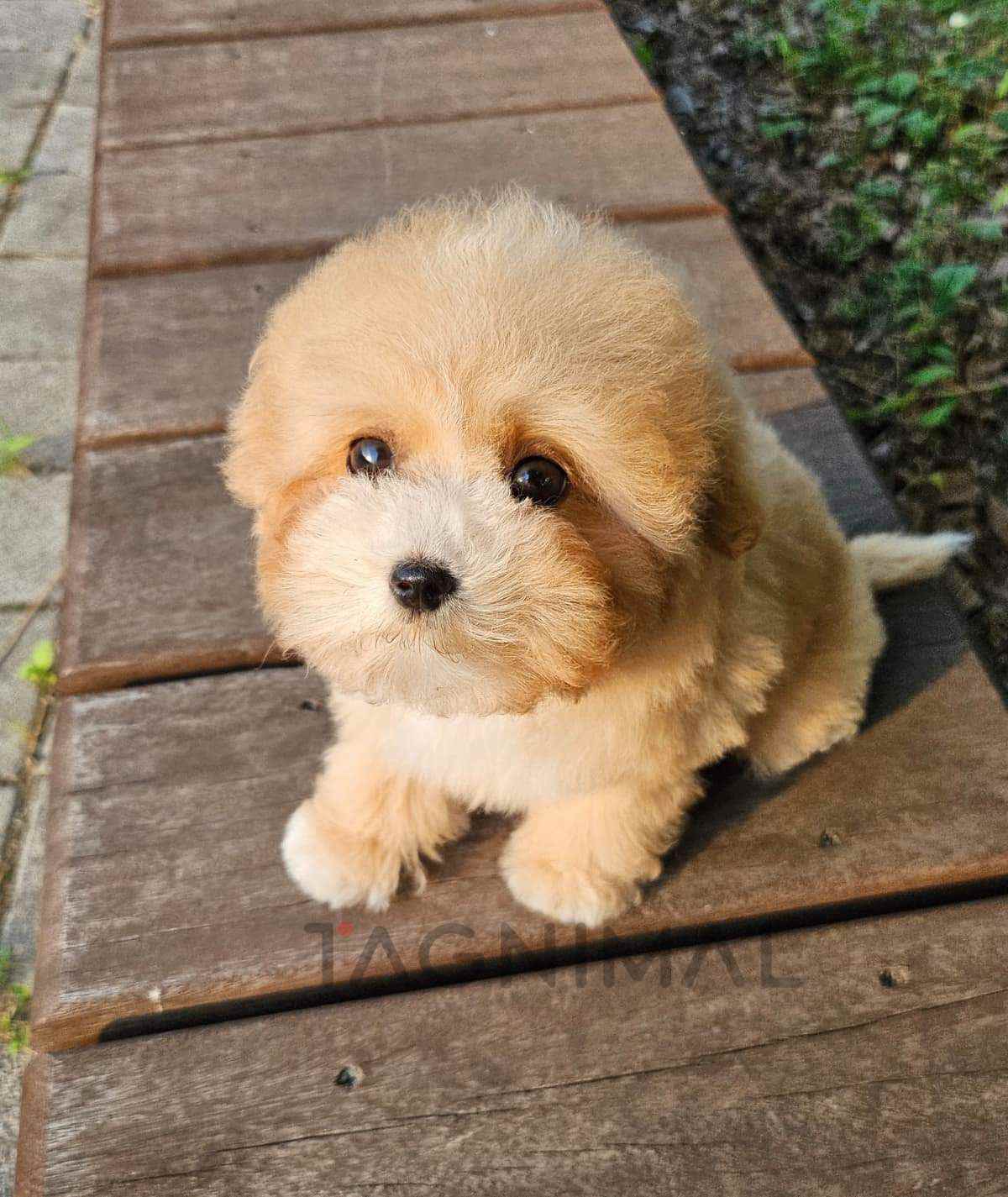 Burberry (เบอร์เบอรี่) | Tagnimal