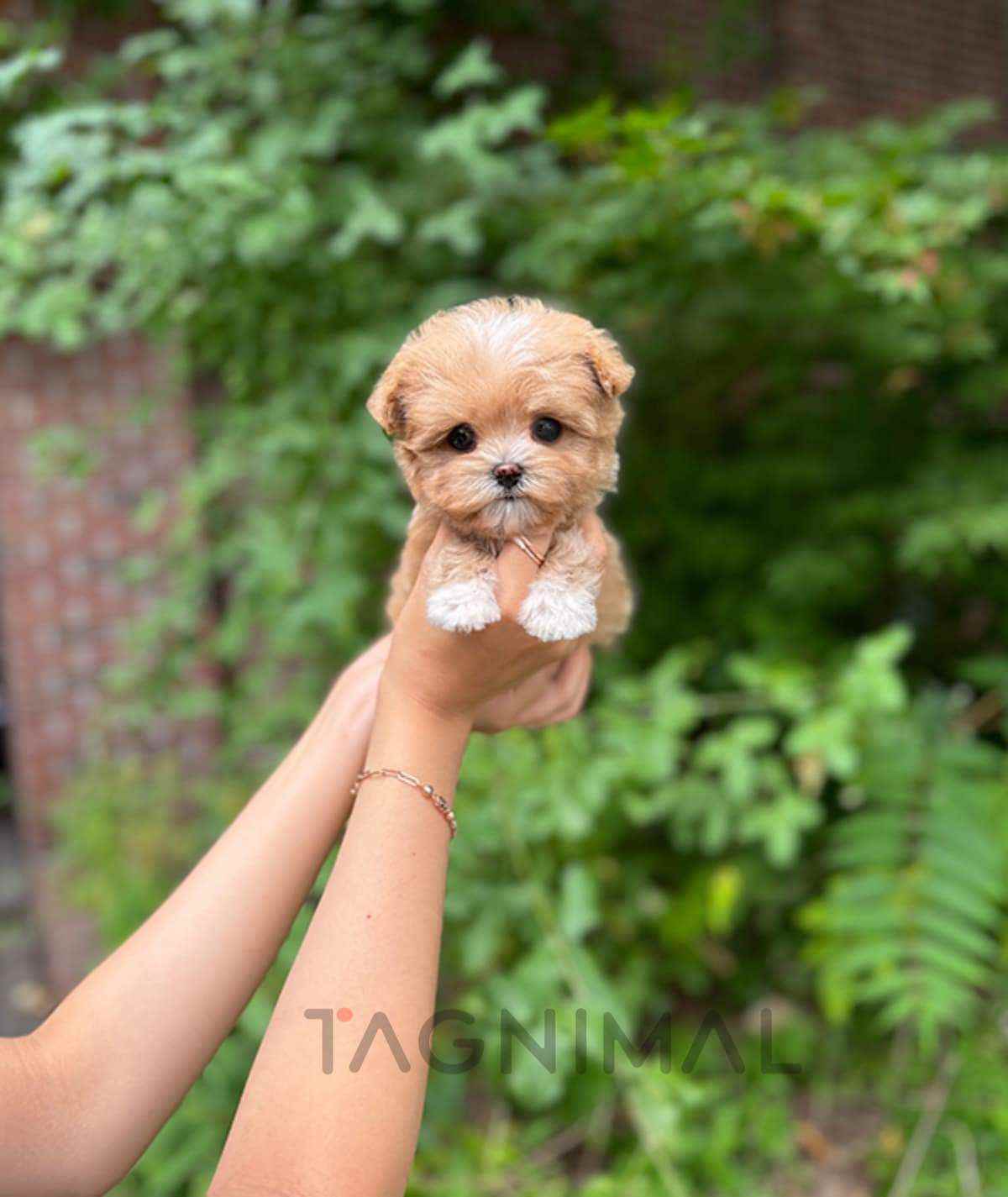 mini maltipoo