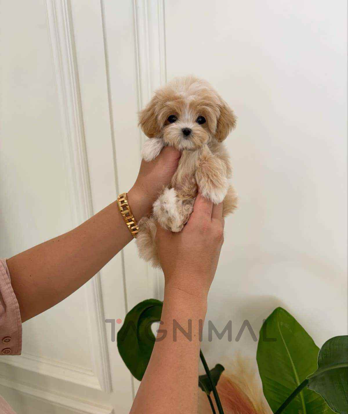 Dao (ดาว) | Tagnimal