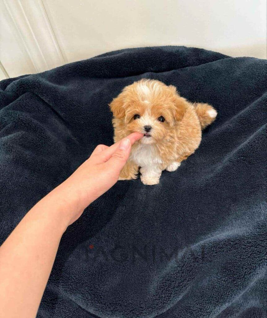 Danbi (ดันบี) | Tagnimal