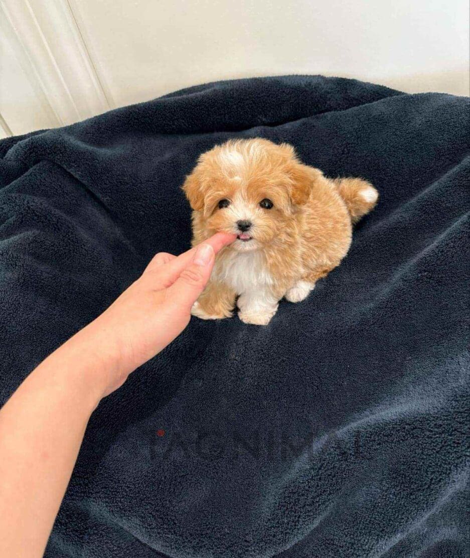 Danbi (ดันบี) | Tagnimal