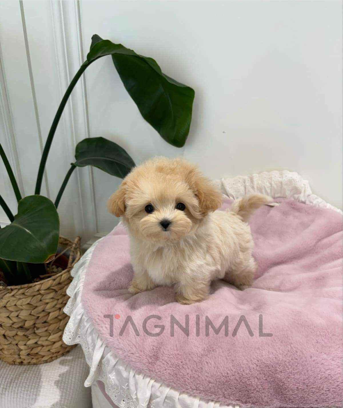 Eddy (เอ็ดดี้) | Tagnimal