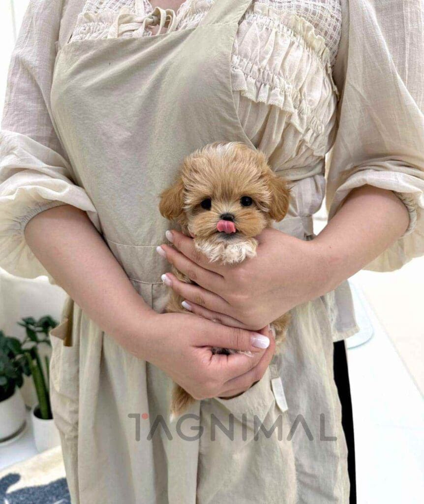 Ella (เอลล่า) | Tagnimal