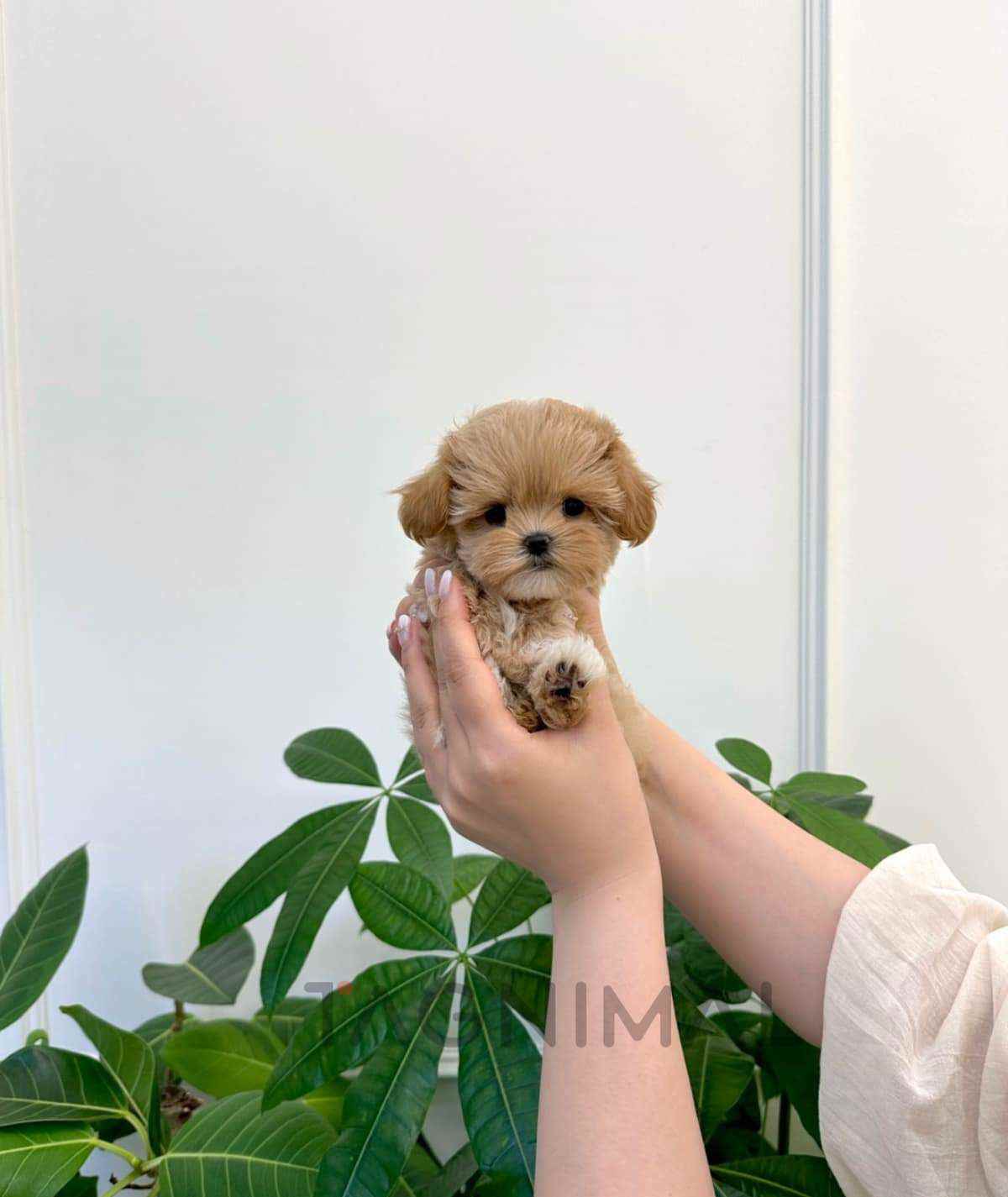 Ella (เอลล่า) | Tagnimal