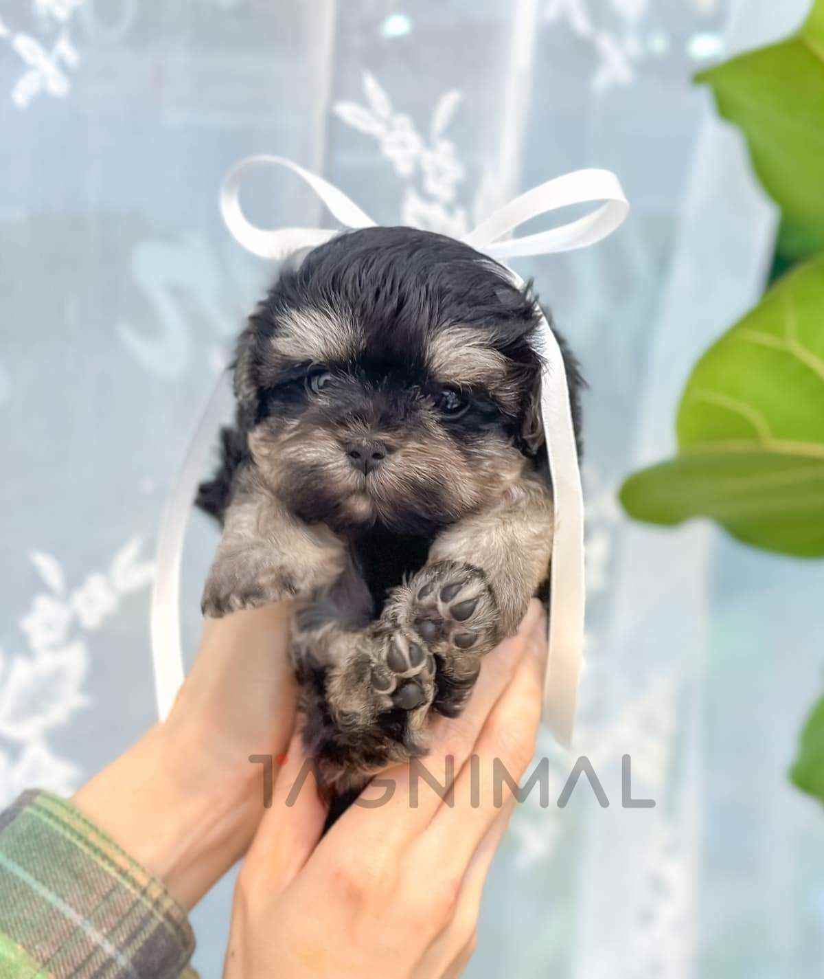 Lily (ลิลี่) | Tagnimal