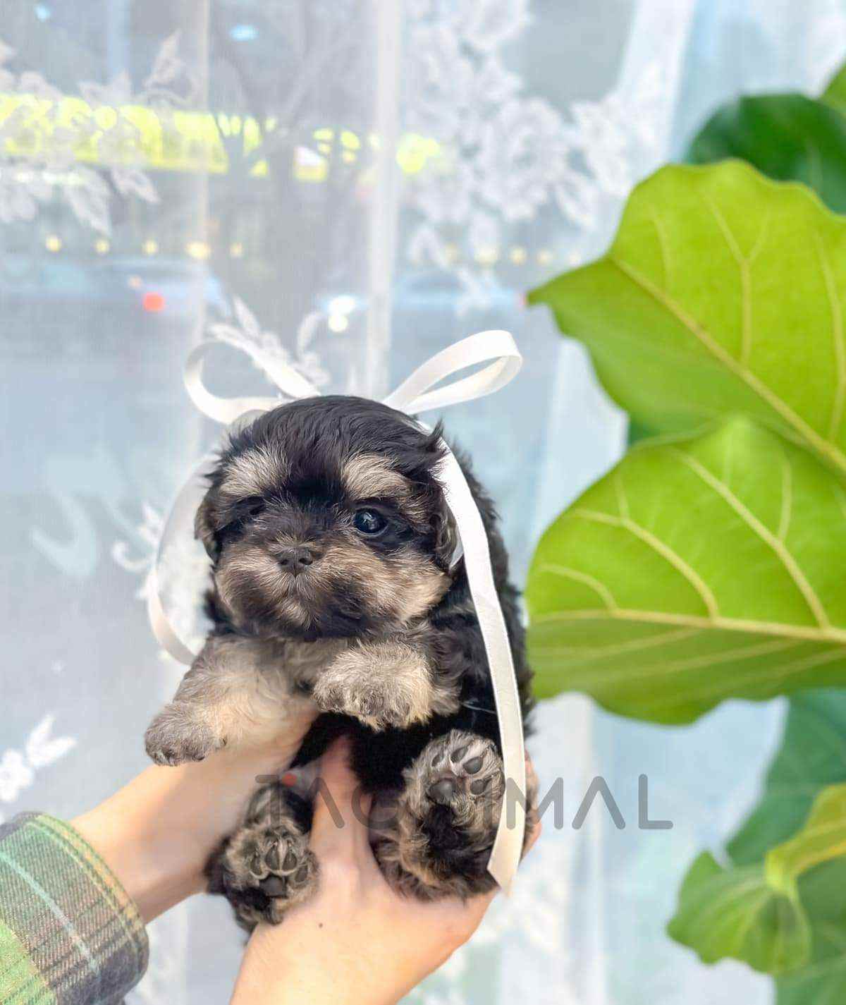 Lily (ลิลี่) | Tagnimal