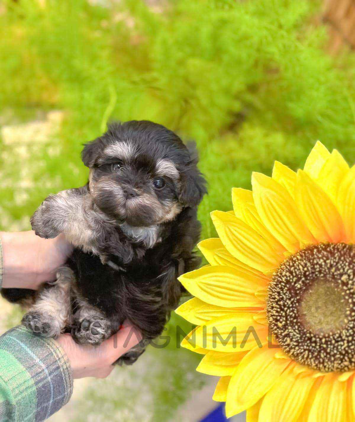 Lily (ลิลี่) | Tagnimal