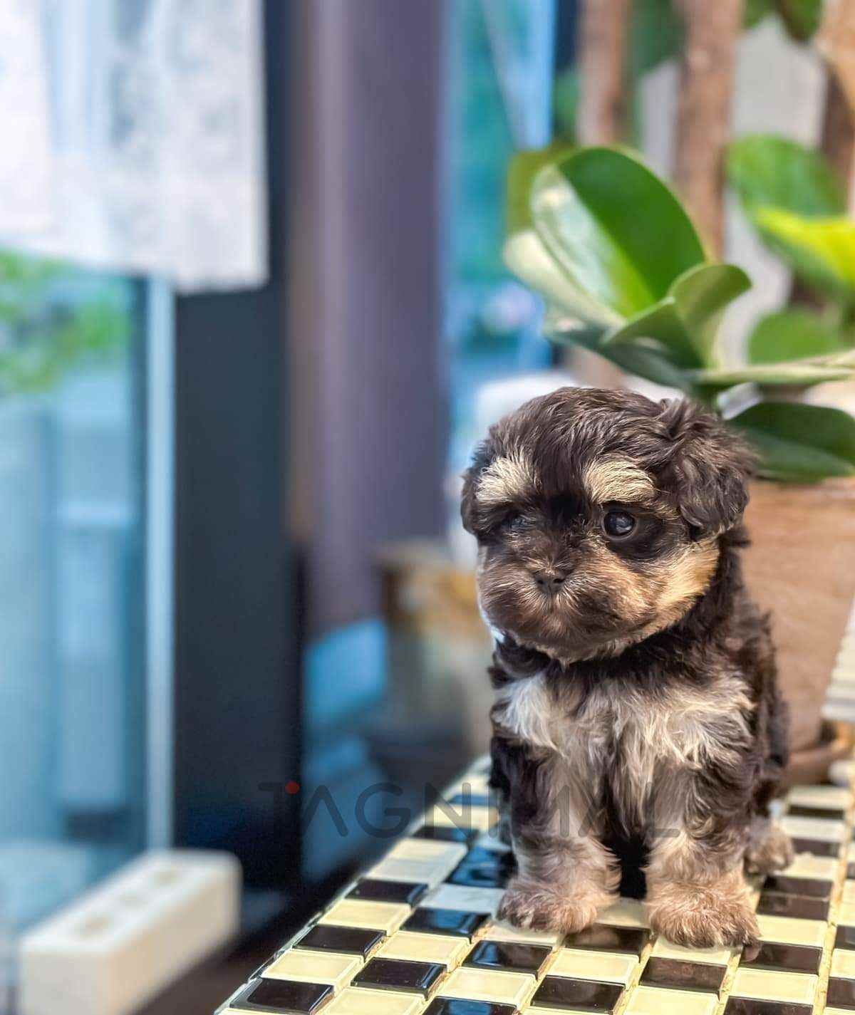 Lily (ลิลี่) | Tagnimal