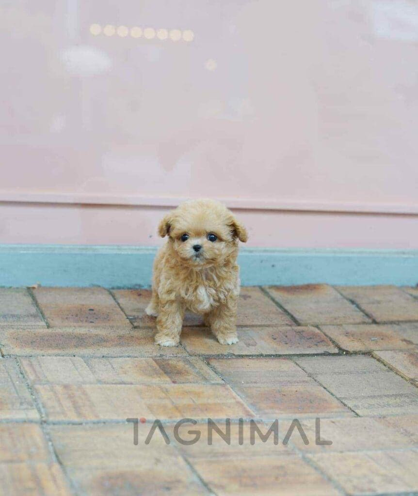 Loewe (โลเอเว่) | Tagnimal