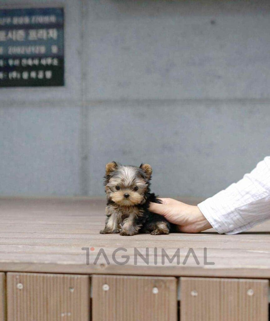 Aria (อาเรีย) | Tagnimal