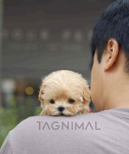 น้องหมา 🐶 | Tagnimal