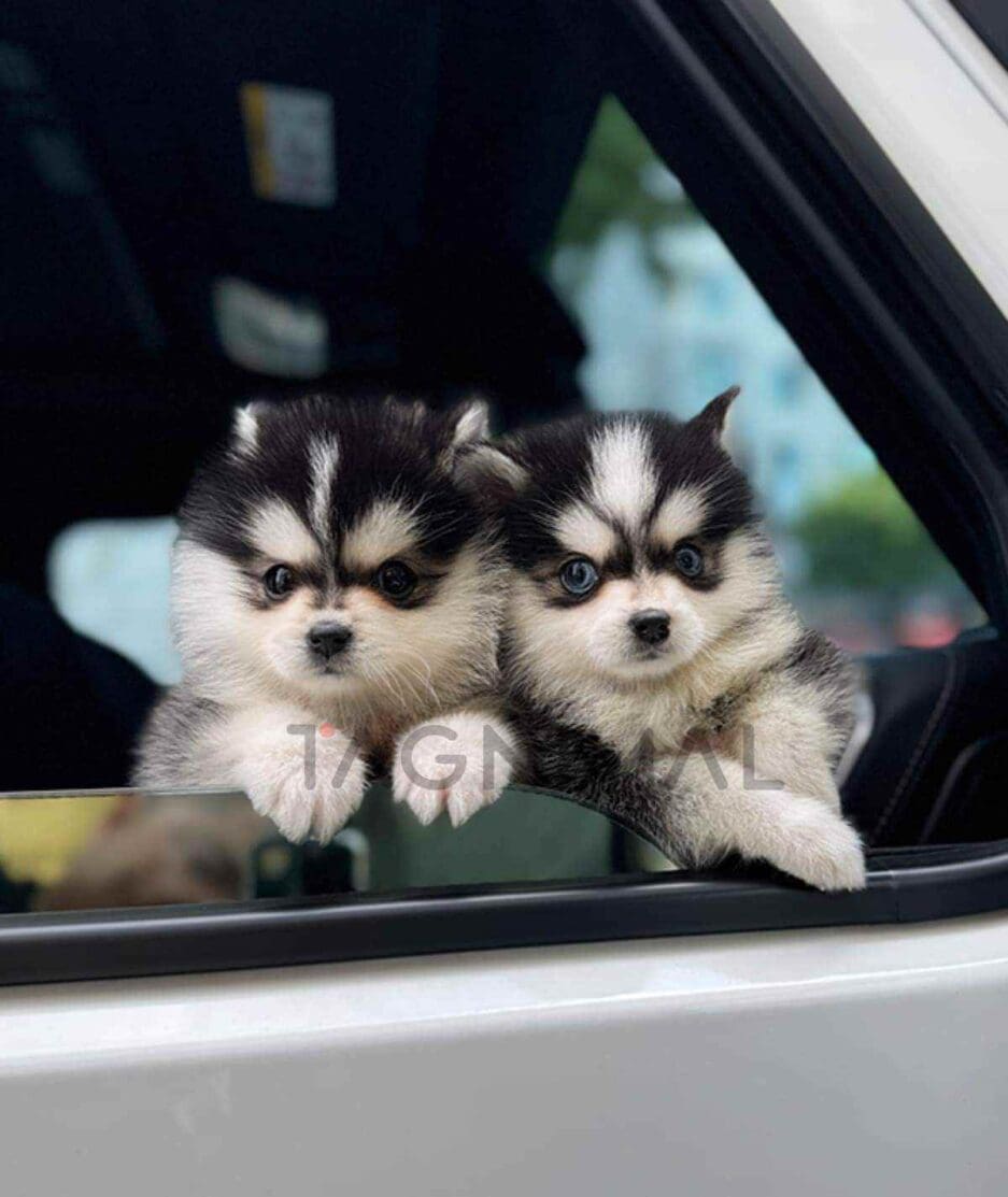 Taro (ทาโร่) | Tagnimal