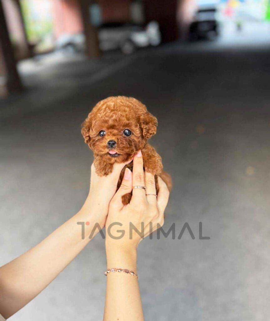 Momo (โมโม) | Tagnimal