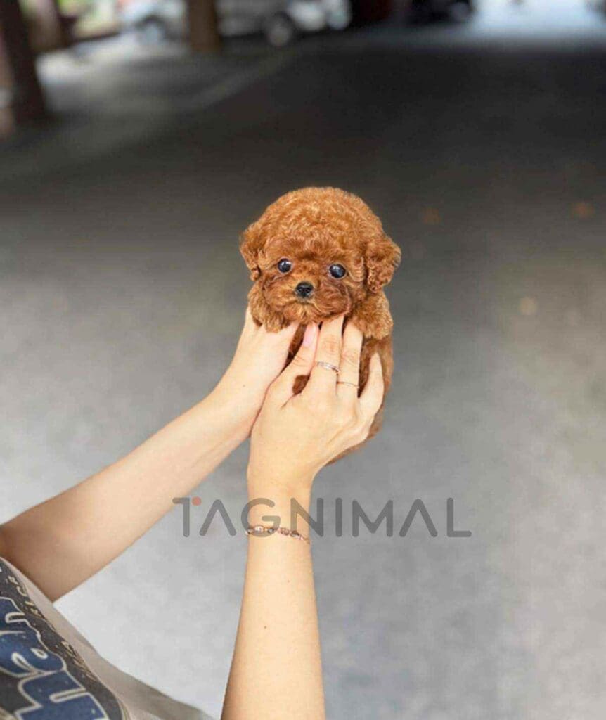 Momo (โมโม) | Tagnimal