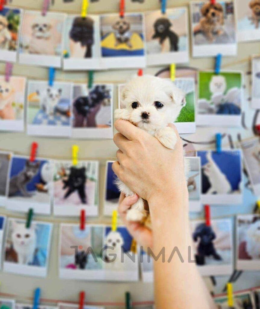 Dambi (ดัมบี้) | Tagnimal
