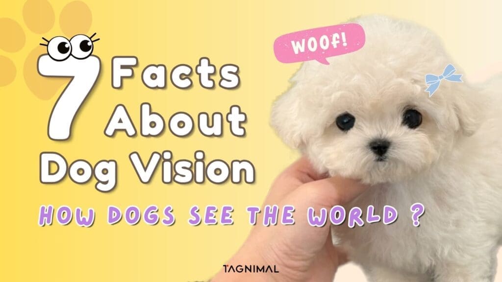 7 Facts About Dog Vision | Tagnimal