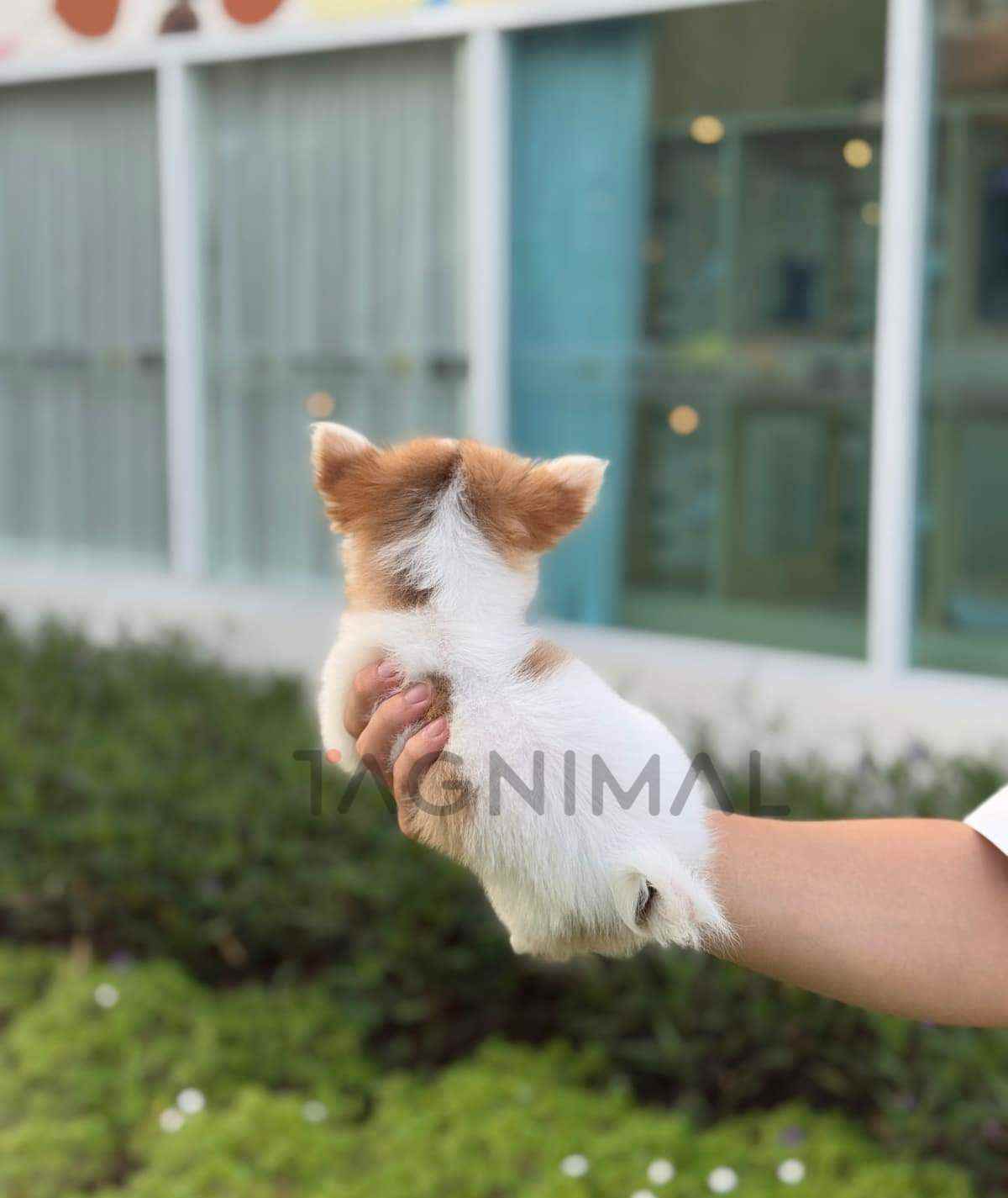 Tim (ทิม) | Tagnimal