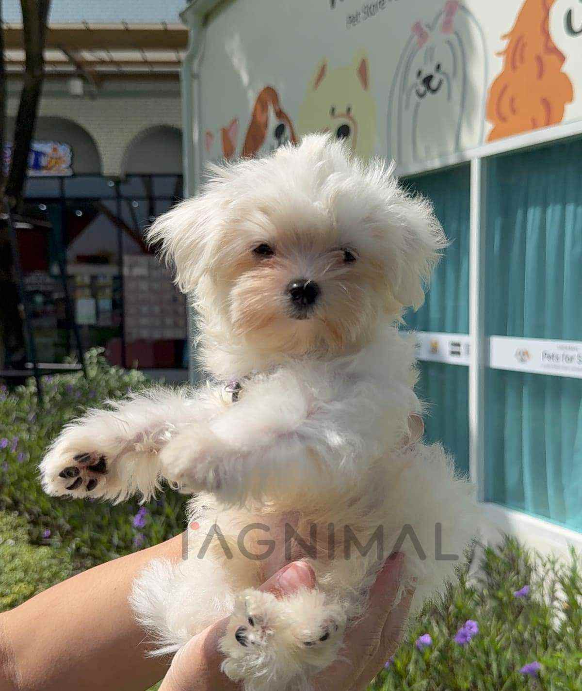 Bruce (บรูซ) | Tagnimal