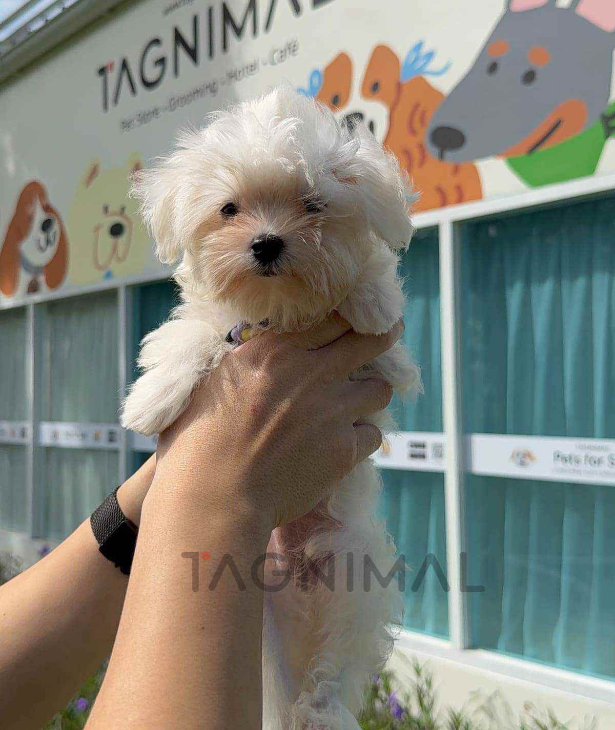 Bruce (บรูซ) | Tagnimal