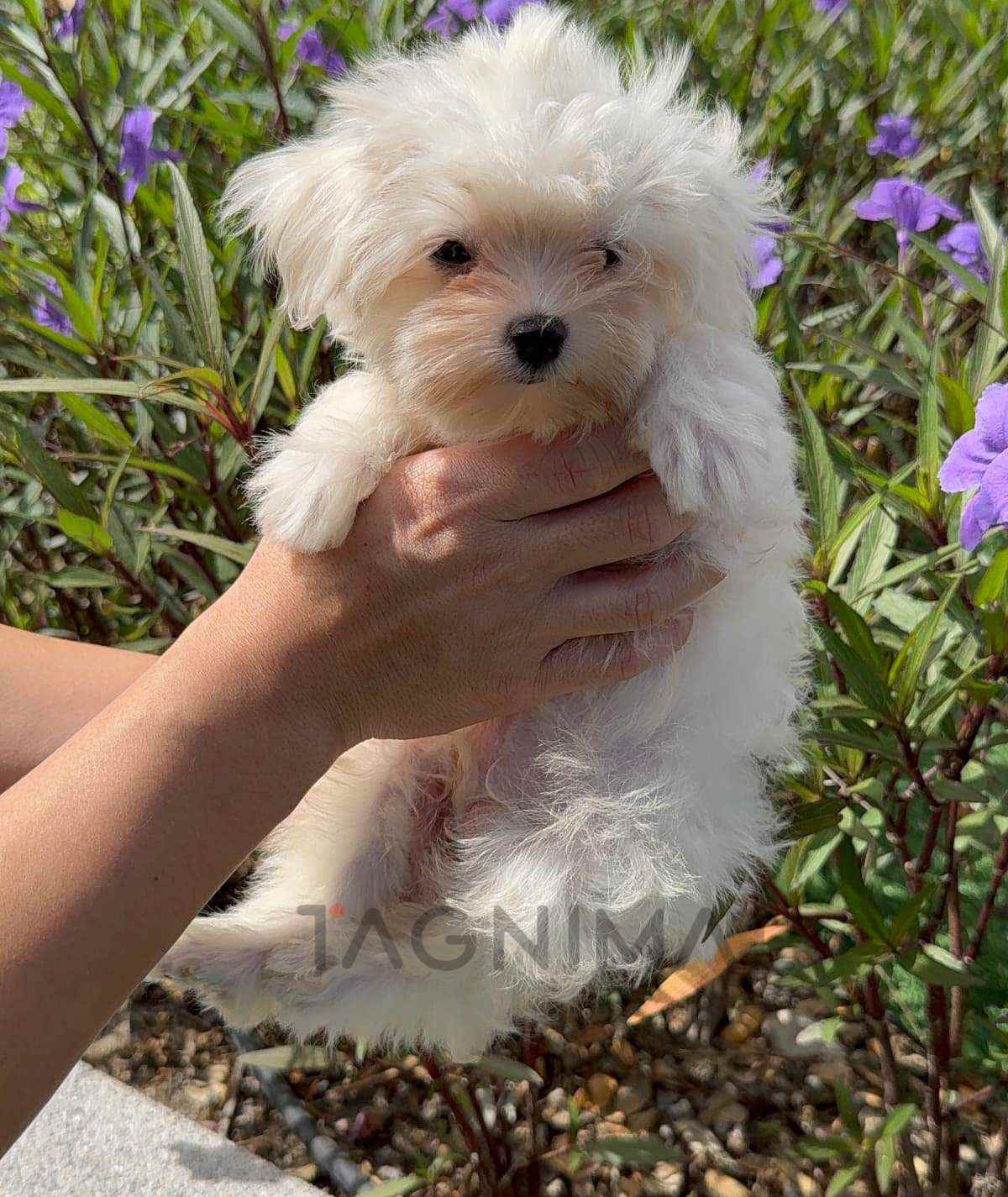 Bruce (บรูซ) | Tagnimal