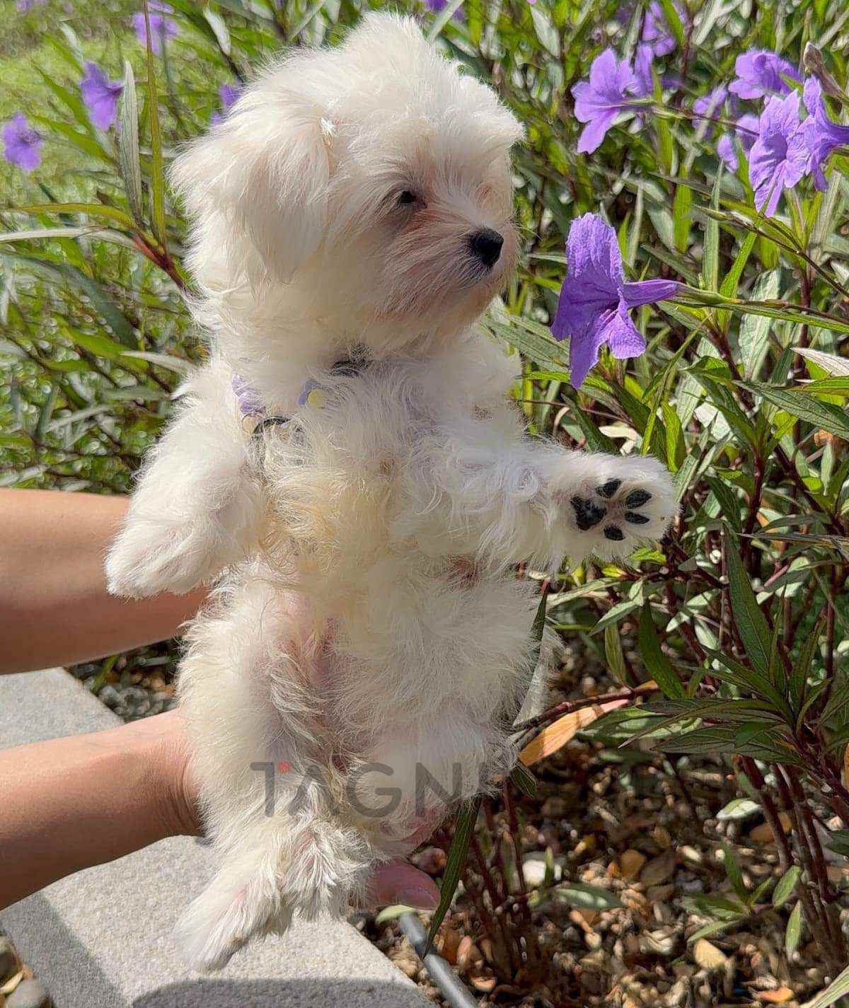 Bruce (บรูซ) | Tagnimal