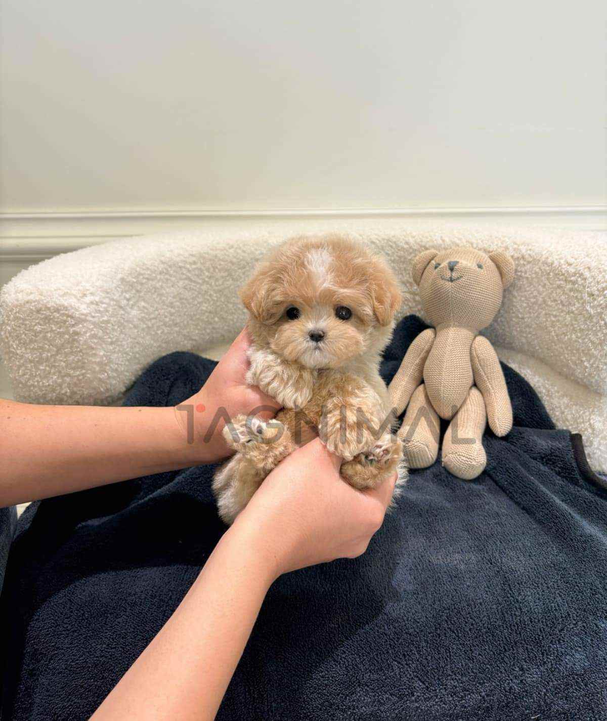 Peanut (พีนัท) | Tagnimal