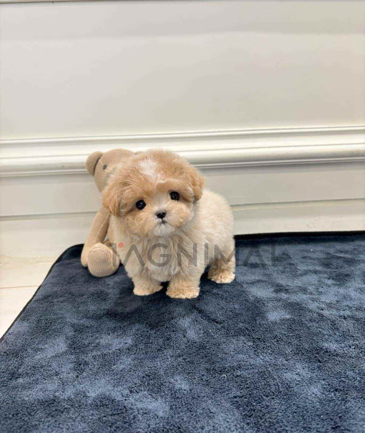 Peanut (พีนัท) | Tagnimal