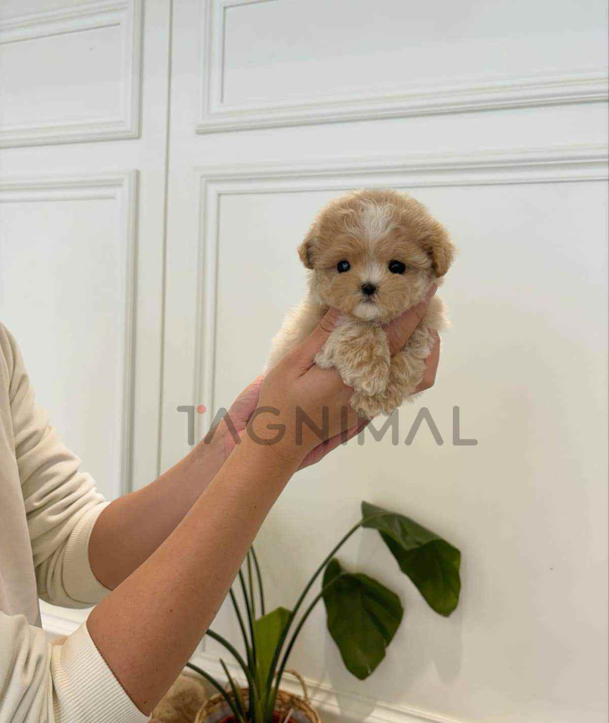 Peanut (พีนัท) | Tagnimal