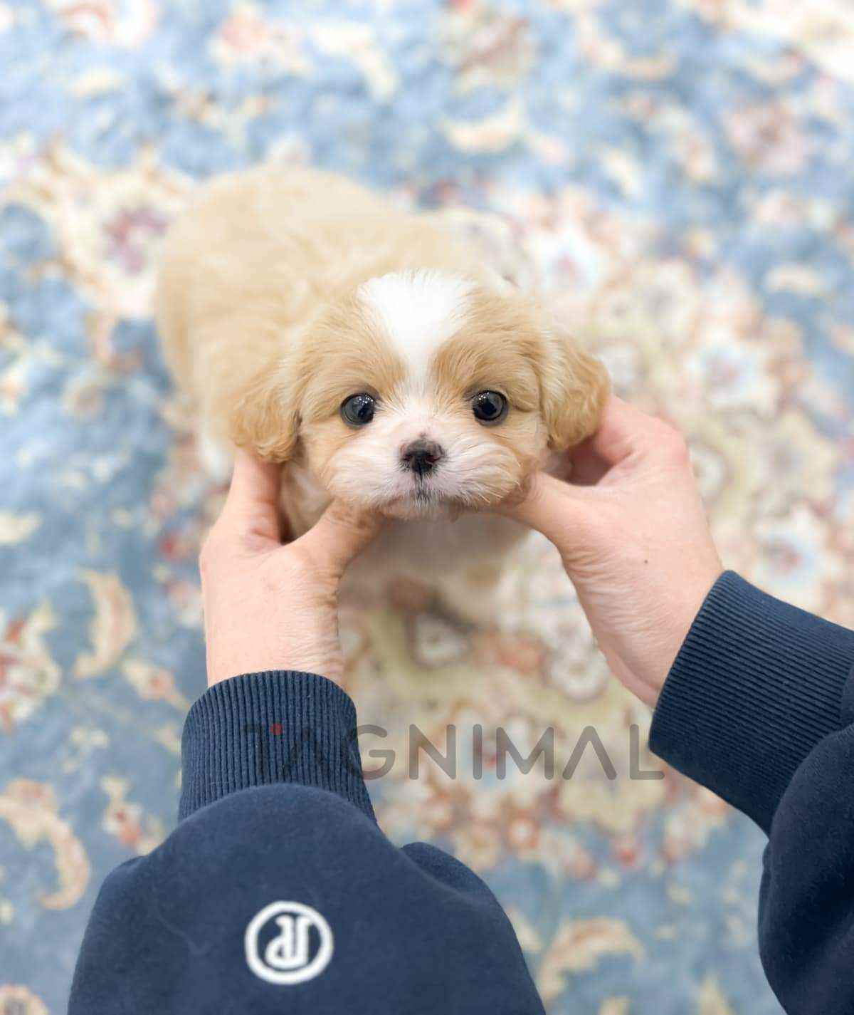 Gold (โกลด์) | Tagnimal