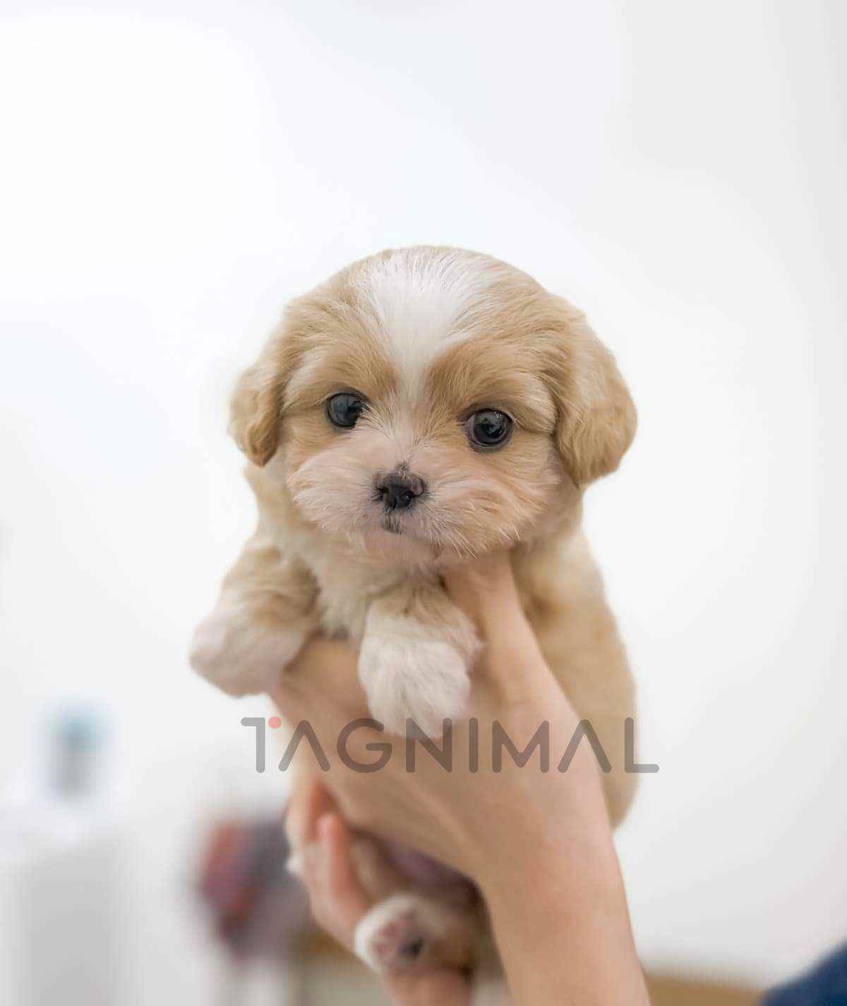 Gold (โกลด์) | Tagnimal