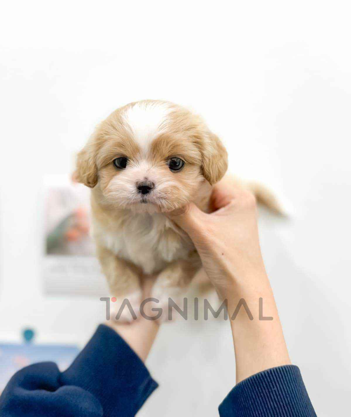 Gold (โกลด์) | Tagnimal