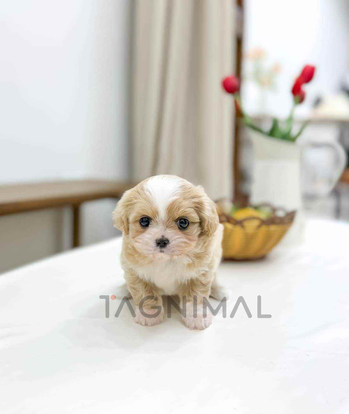 Gold (โกลด์) | Tagnimal