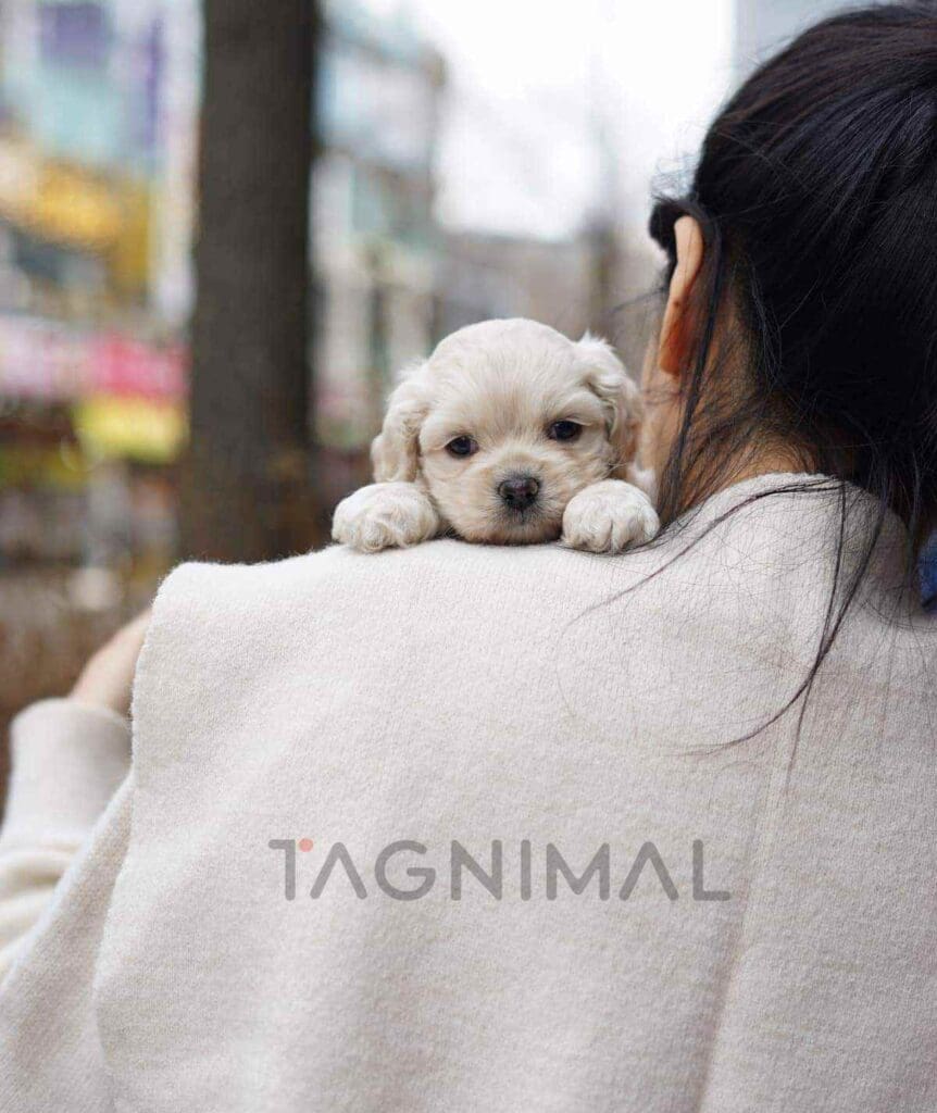 Sophia (โซเฟีย) | Tagnimal