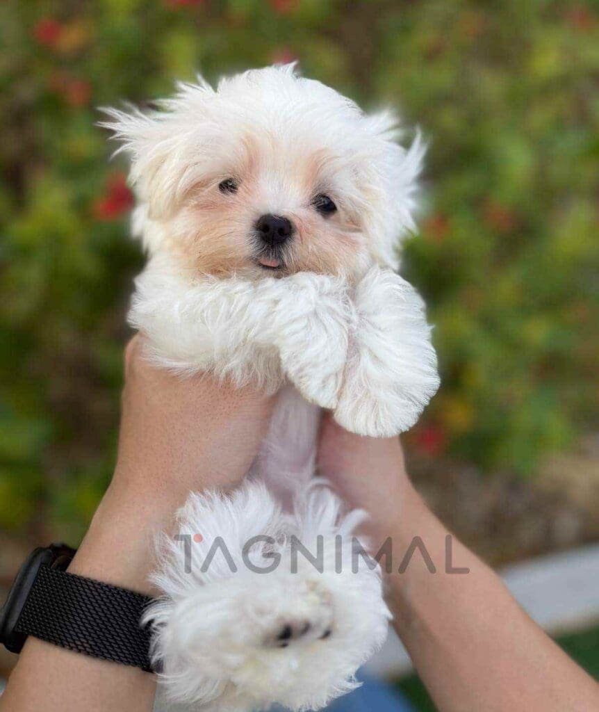 Sam (แซม) | Tagnimal