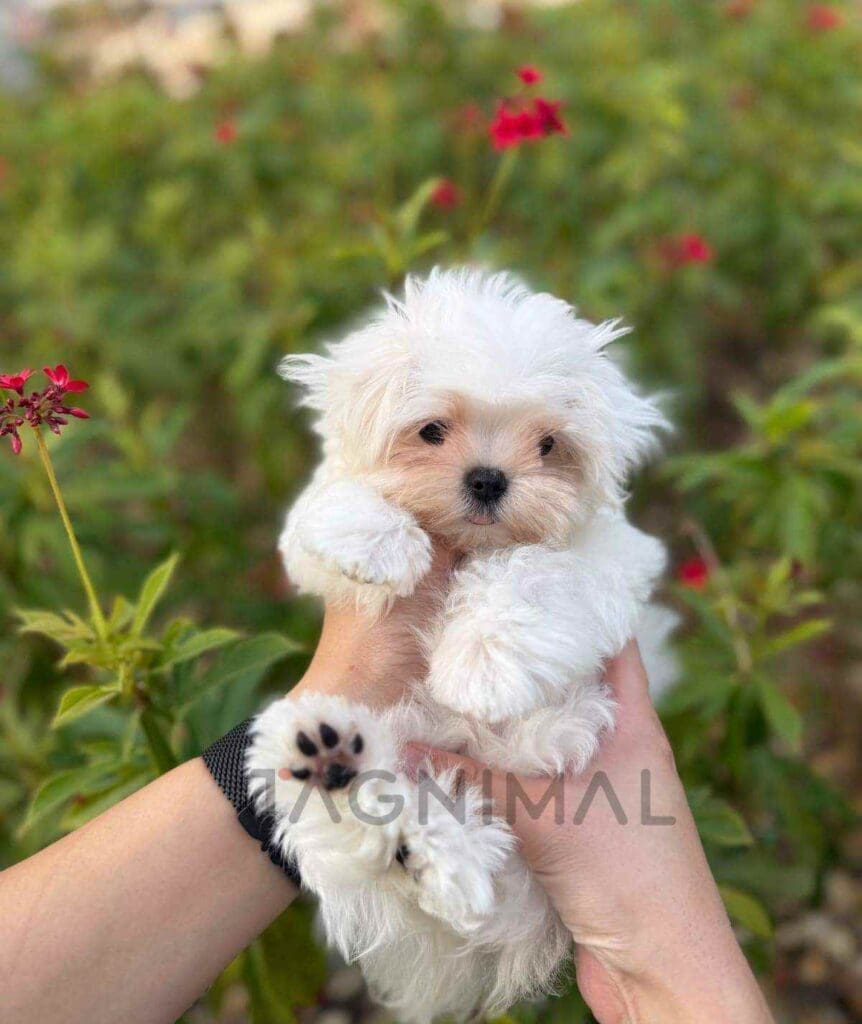 Sam (แซม) | Tagnimal