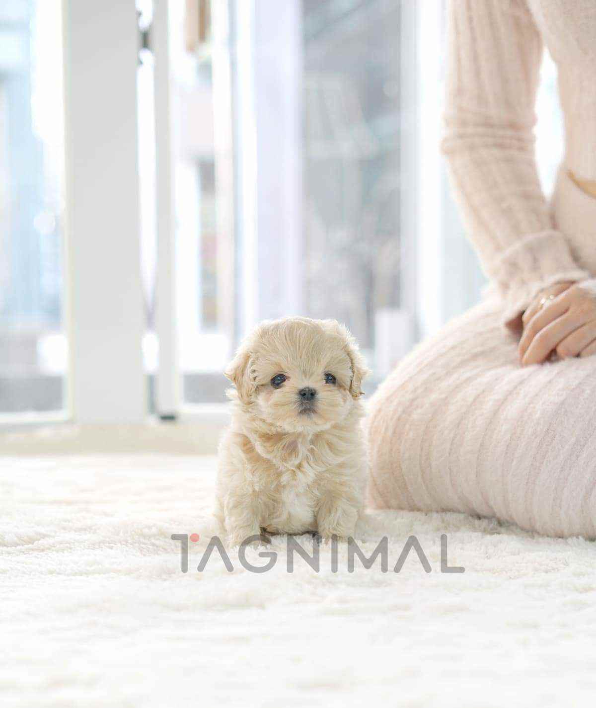 Juno (จูโน) | Tagnimal