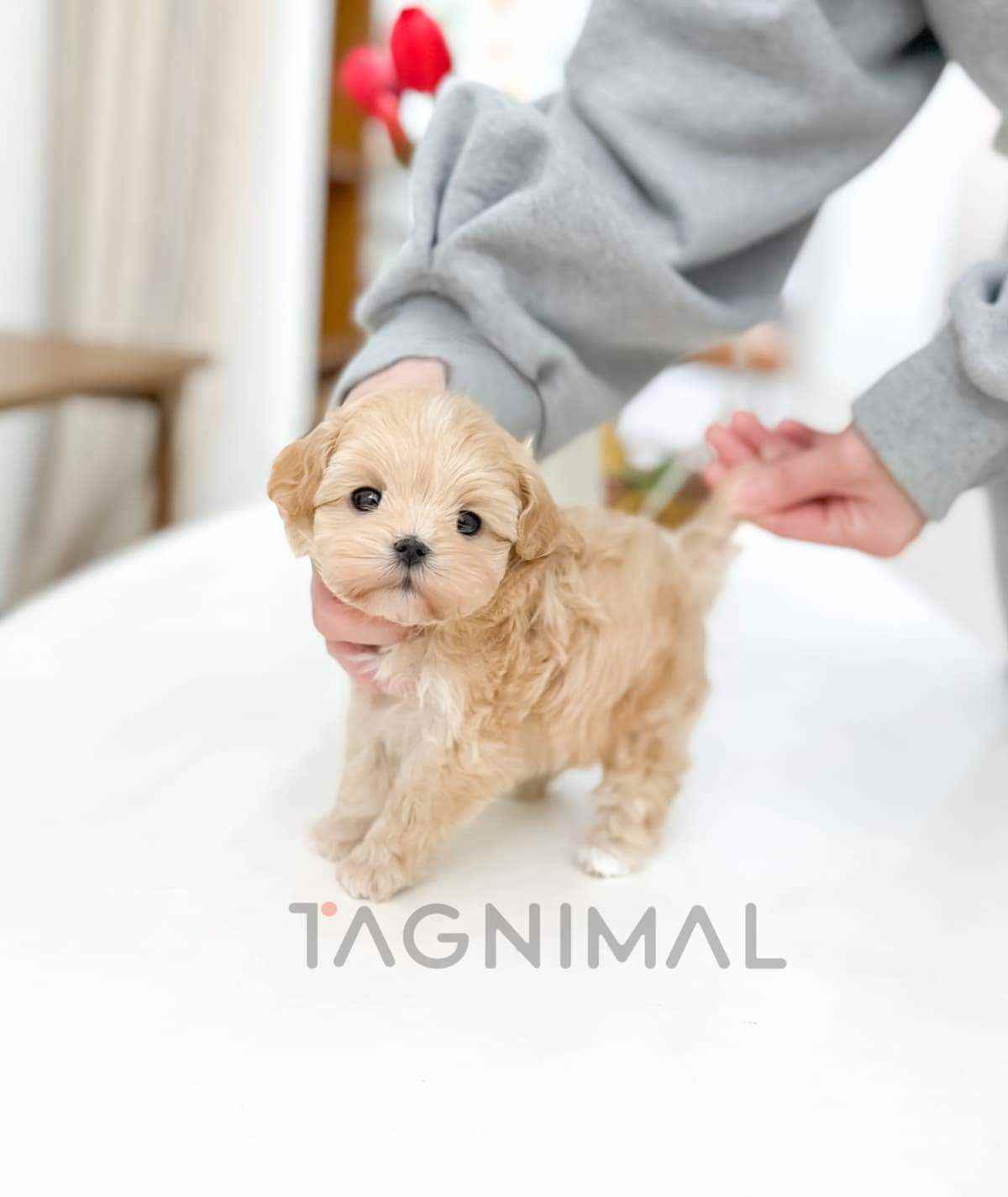 Fanta (แฟนต้า) | Tagnimal