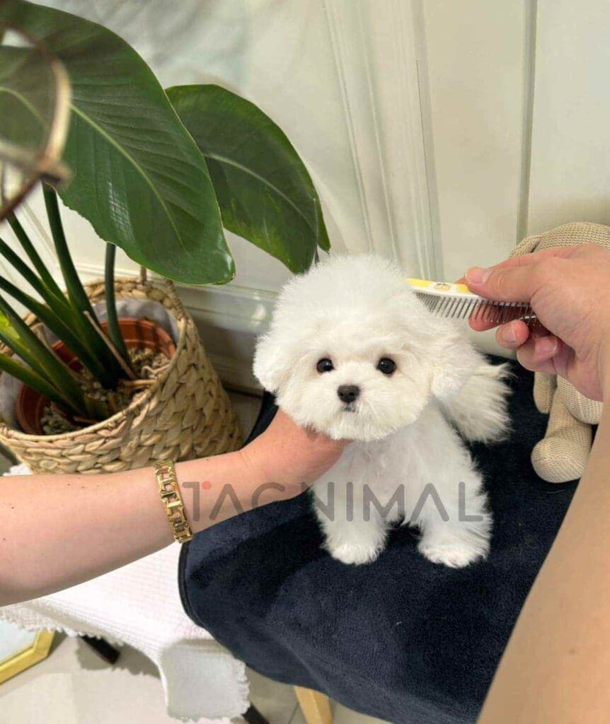 Dani (ดานี่) | Tagnimal